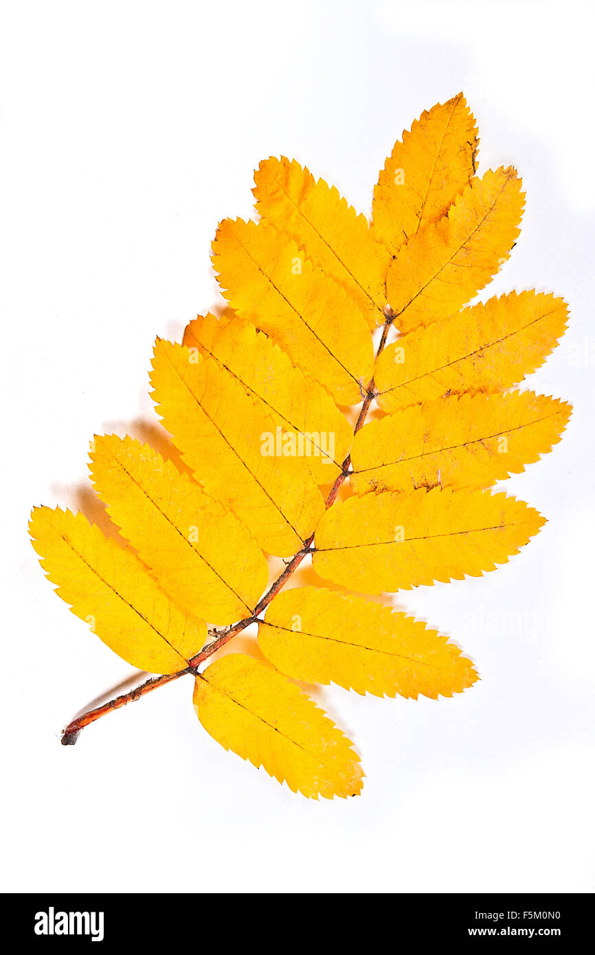 Rowan leaf Cut Out Stock Images & Pictures - Alamy