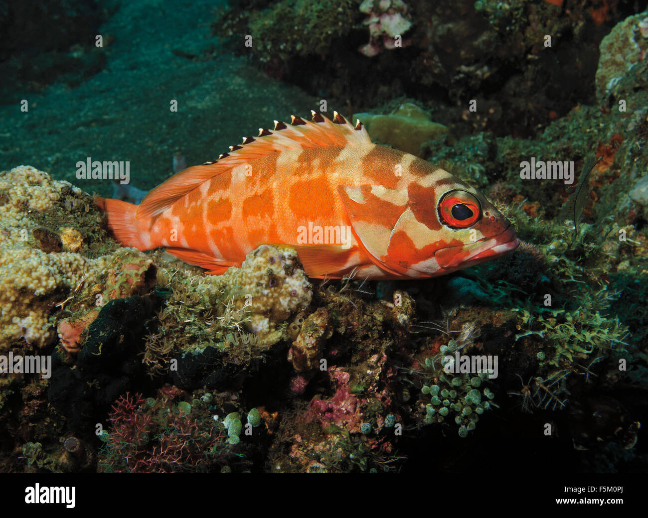 blacktip grouper (Epinephelus fasciatus) perched on coral in Bali Sea ...