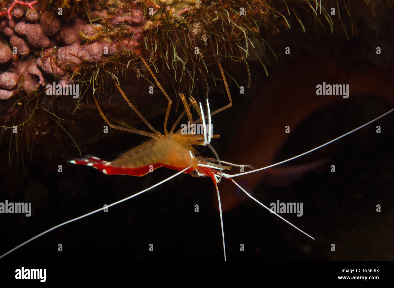 Skunk cleaner shrimp (Lysmata amboinensis) on coral reef, Tulamben ...