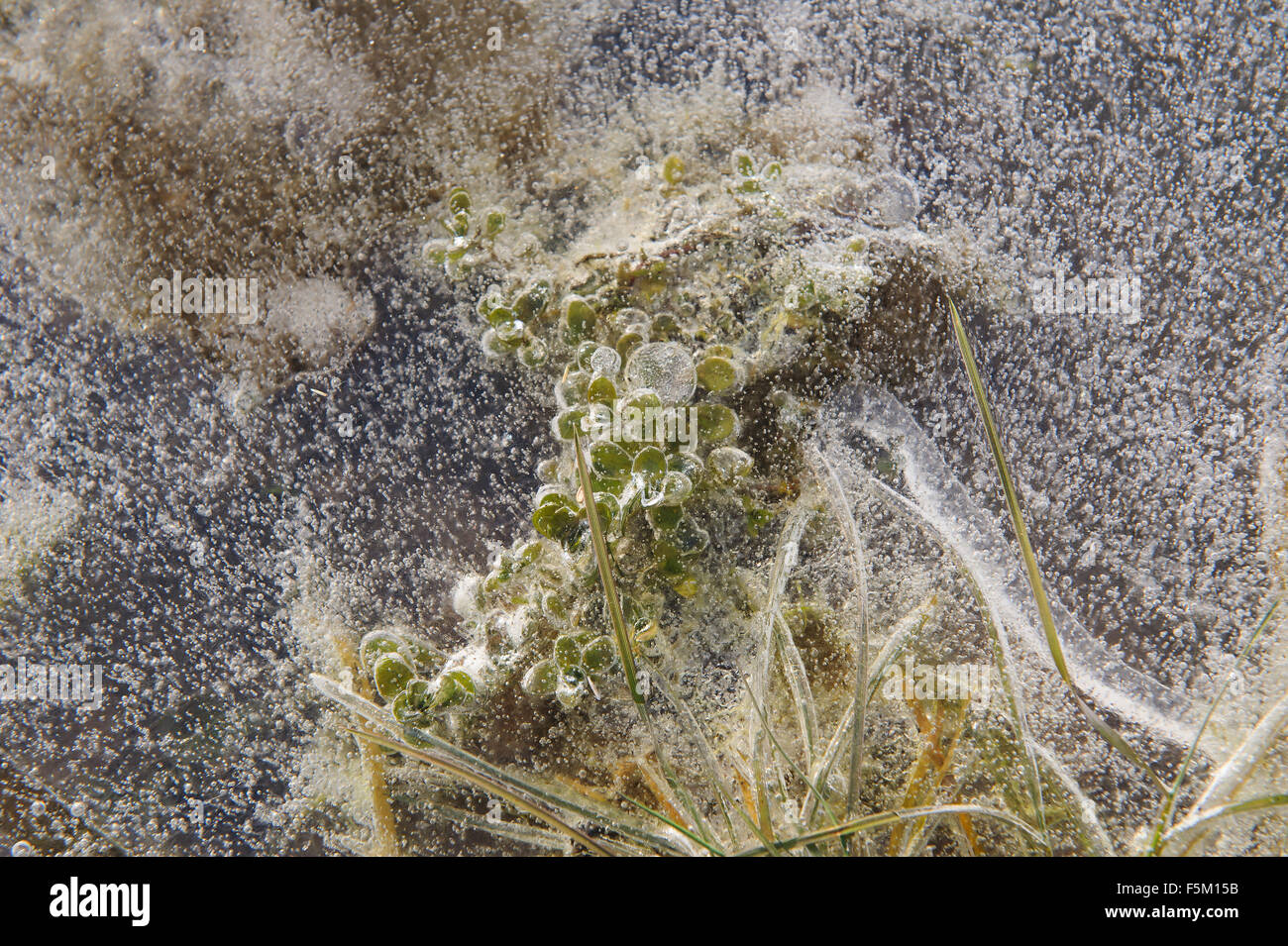 Plants in frozen thin crust of ice Stock Photo - Alamy