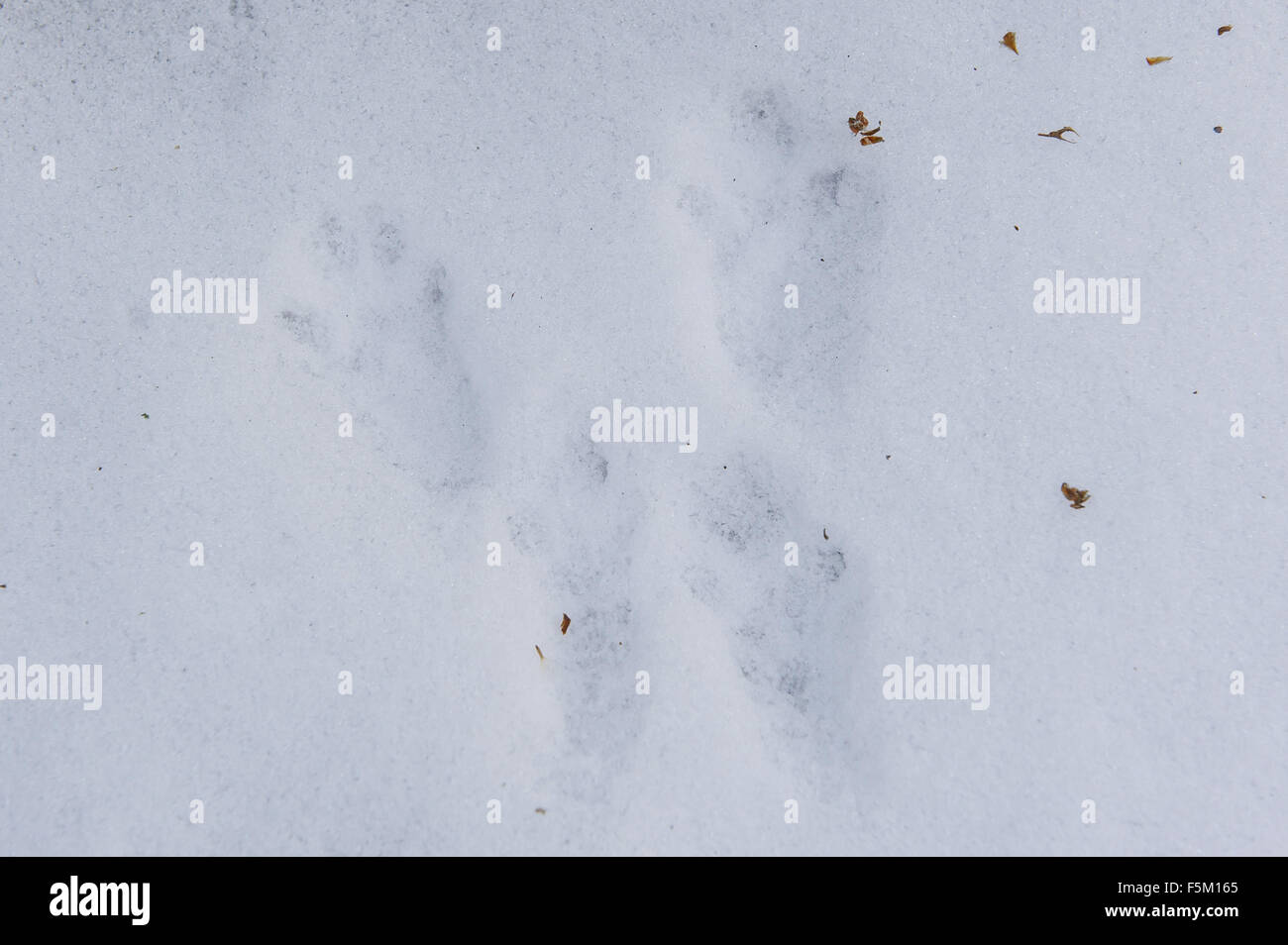 Squirrel tracks snow hi-res stock photography and images - Alamy