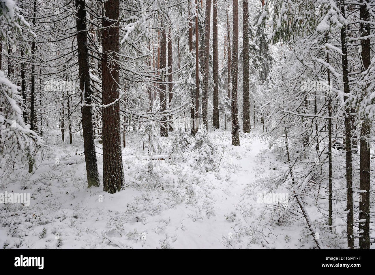 Taiga in early winter. After a snowfall Stock Photo - Alamy