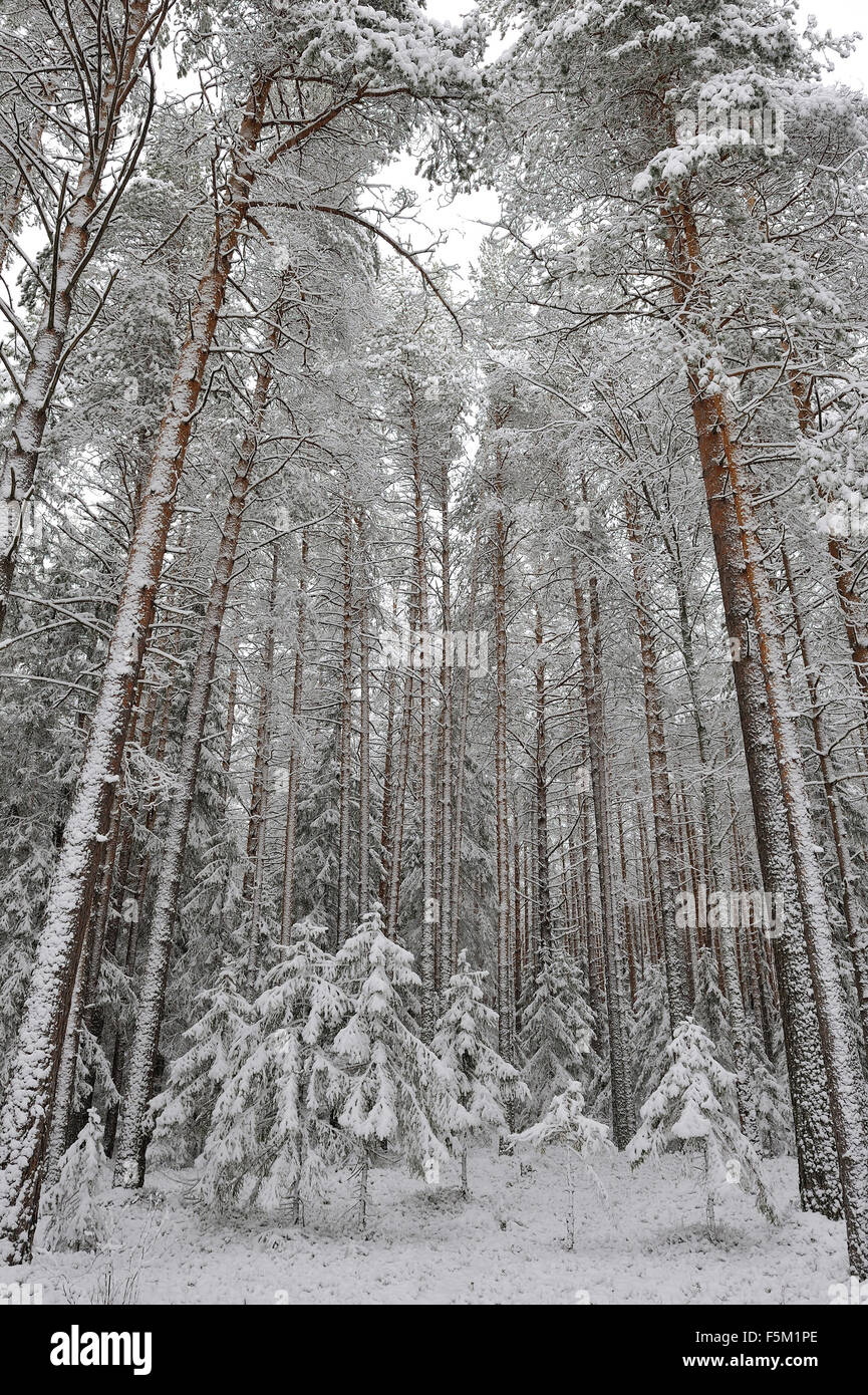 Taiga in early winter. After a snowfall Stock Photo - Alamy