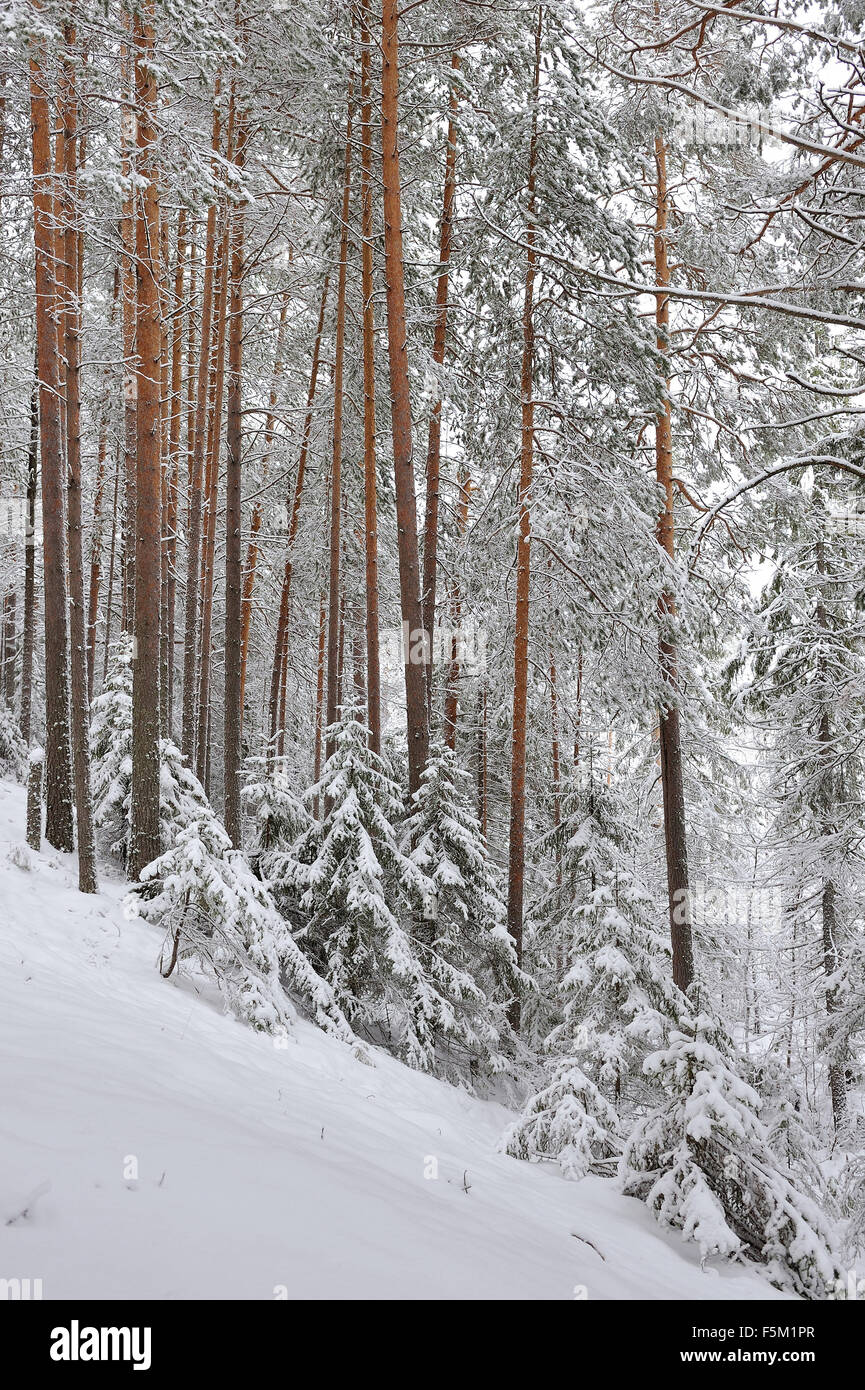 Taiga in early winter. After a snowfall Stock Photo - Alamy