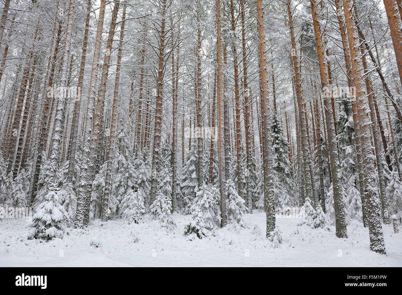 Taiga in early winter. After a snowfall Stock Photo - Alamy