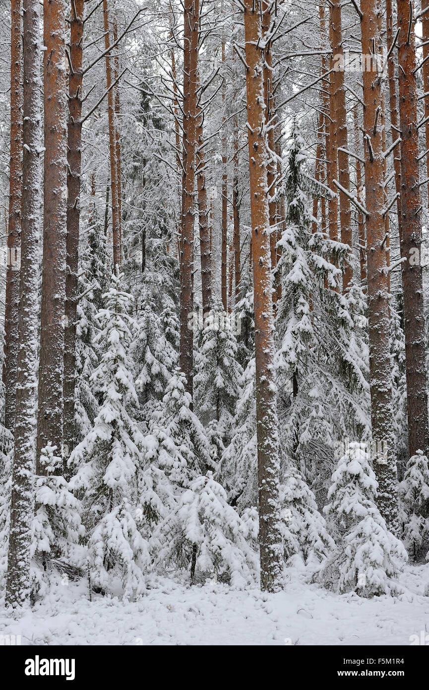 Taiga in early winter. After a snowfall Stock Photo - Alamy