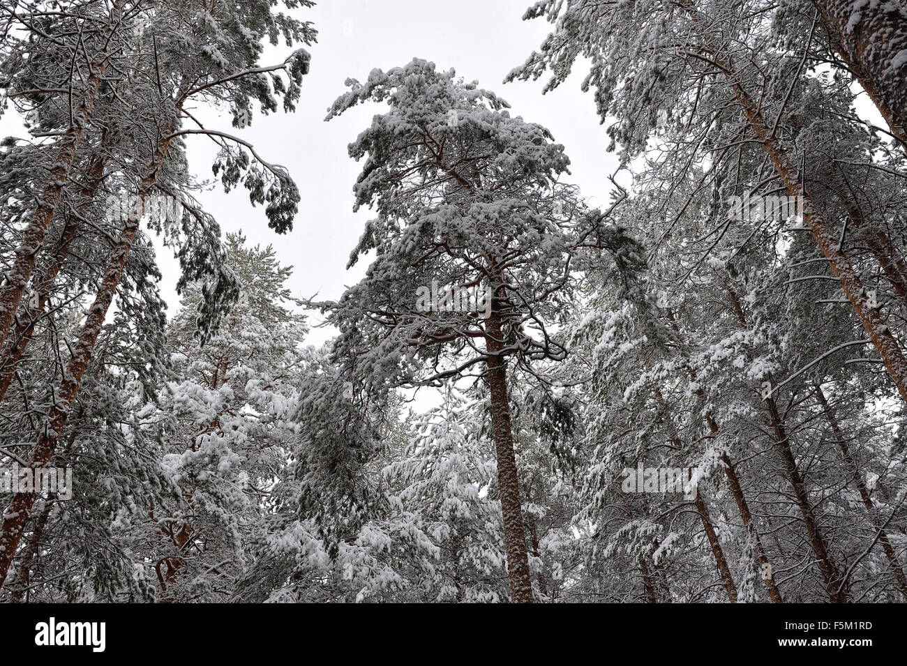Taiga in early winter. After a snowfall Stock Photo - Alamy