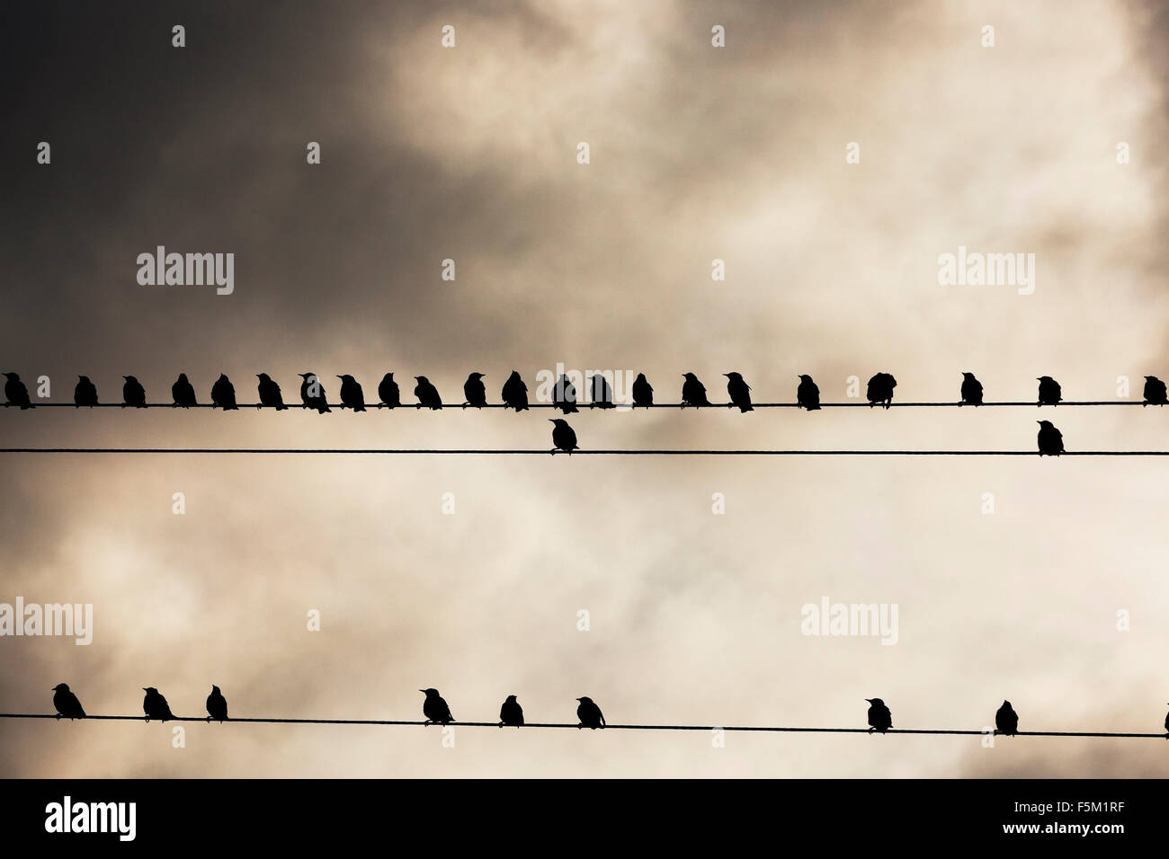 Birds on a wire Stock Photo - Alamy