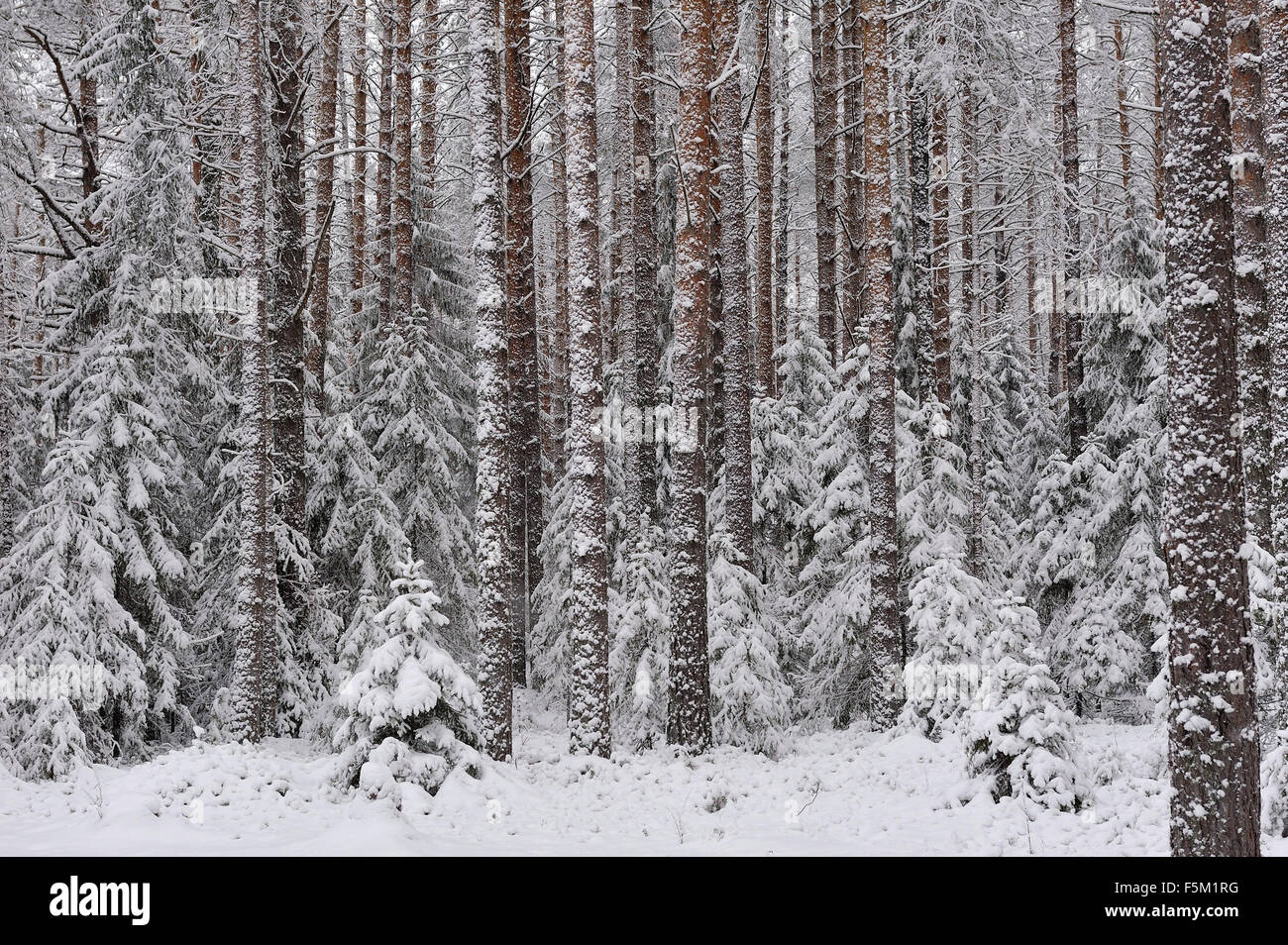 Taiga in early winter. After a snowfall Stock Photo - Alamy