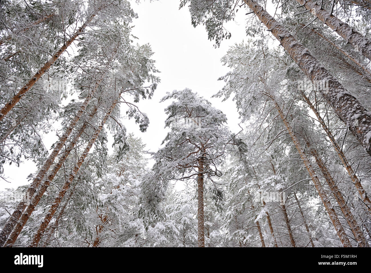 Taiga in early winter. After a snowfall Stock Photo - Alamy