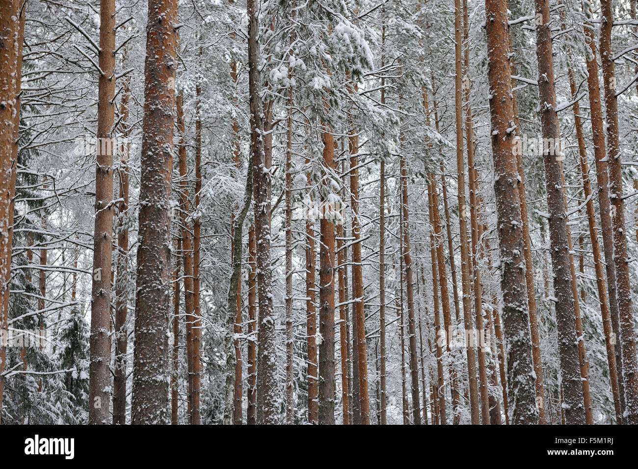 Taiga in early winter. After a snowfall Stock Photo - Alamy