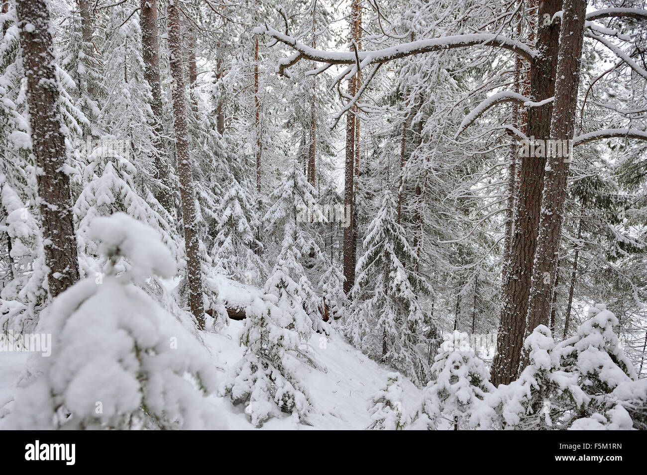 Taiga in early winter. After a snowfall Stock Photo - Alamy