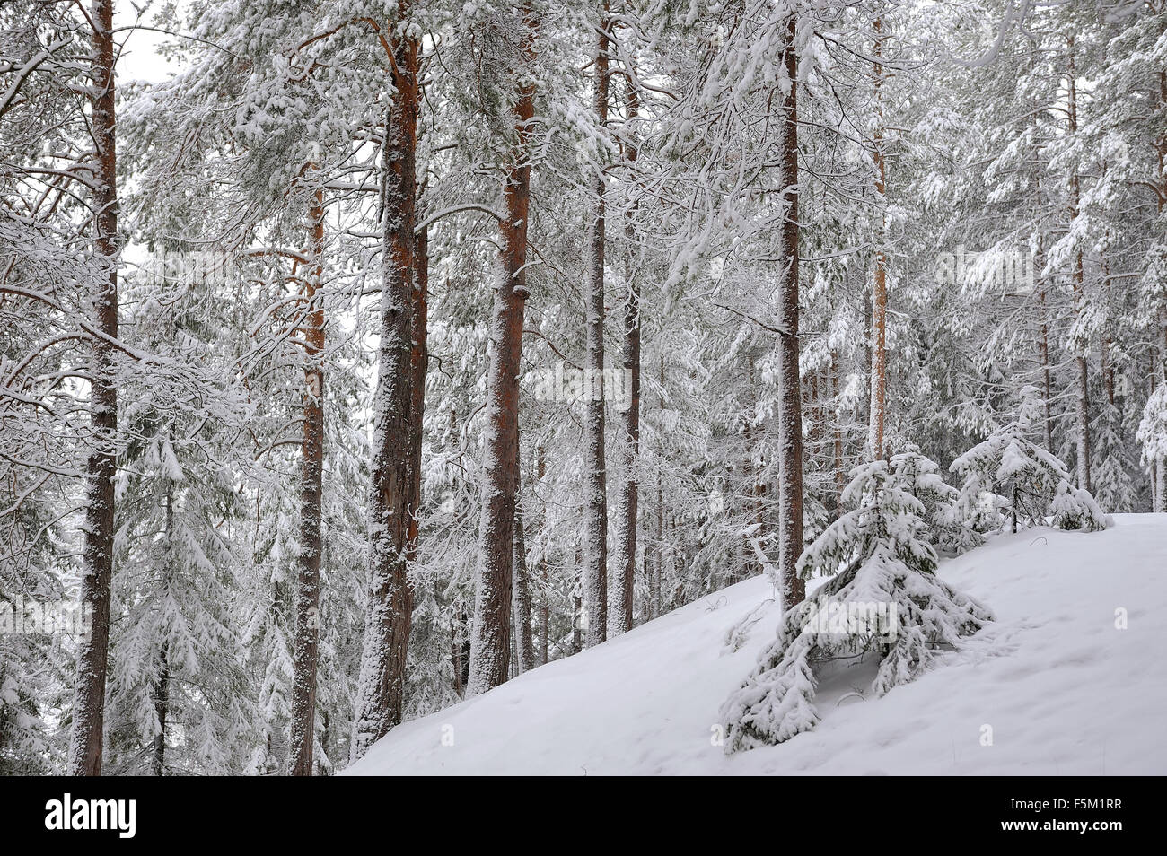 Taiga in early winter. After a snowfall Stock Photo - Alamy