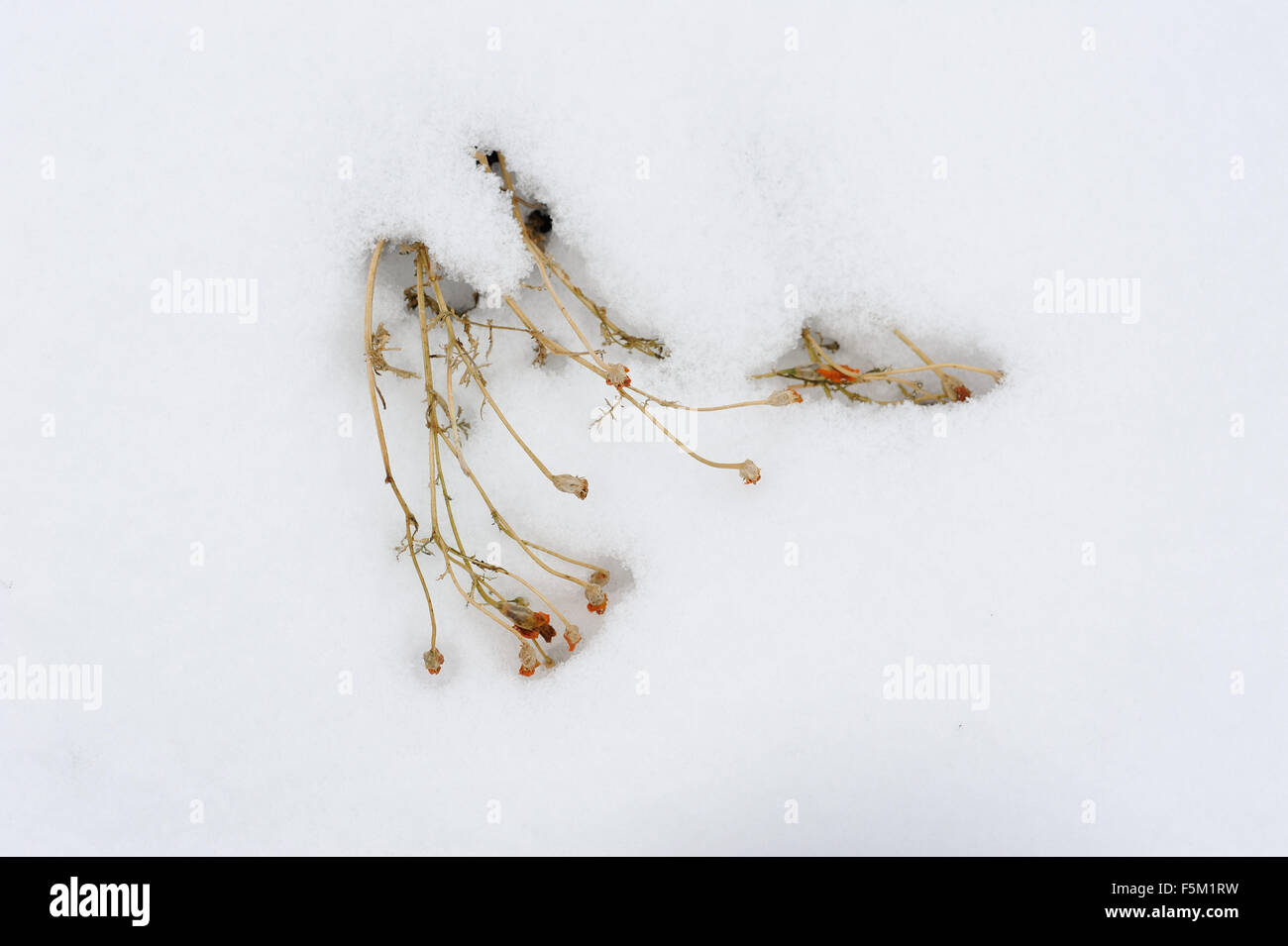 Withering of flowers covered with the first snow Stock Photo - Alamy