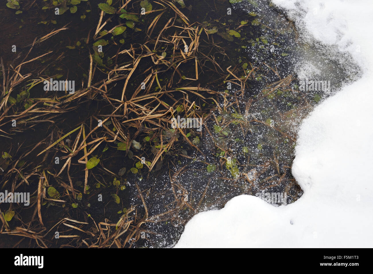 Plants in frozen thin crust of ice Stock Photo - Alamy