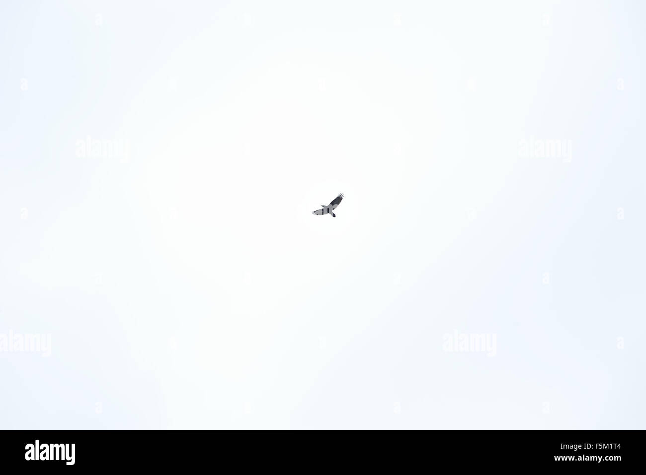 Lonely bird flight high in the sky Stock Photo - Alamy