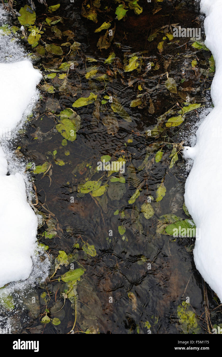 Plants in frozen thin crust of ice Stock Photo - Alamy