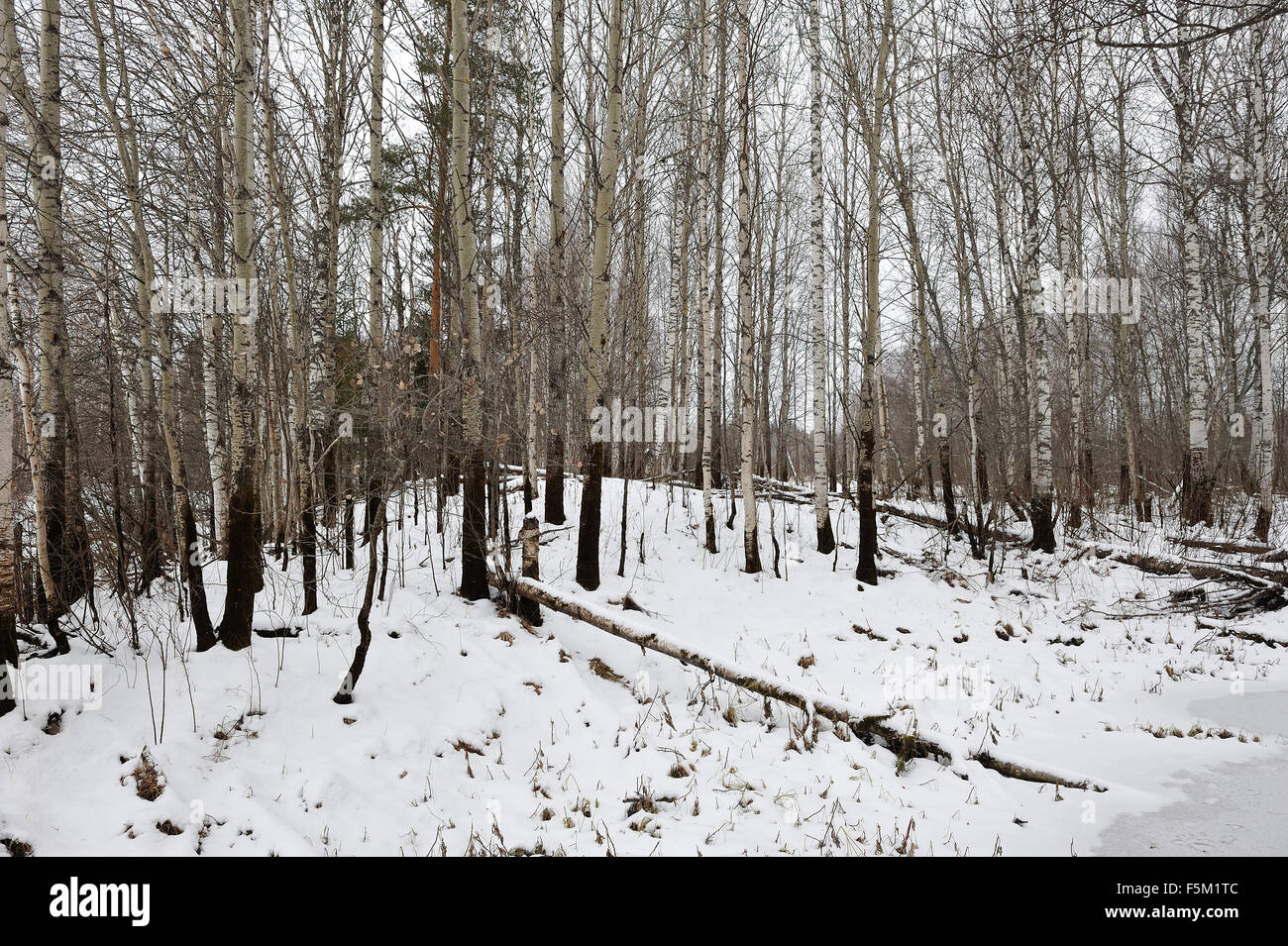 Landscape view of the birch forest Stock Photo - Alamy