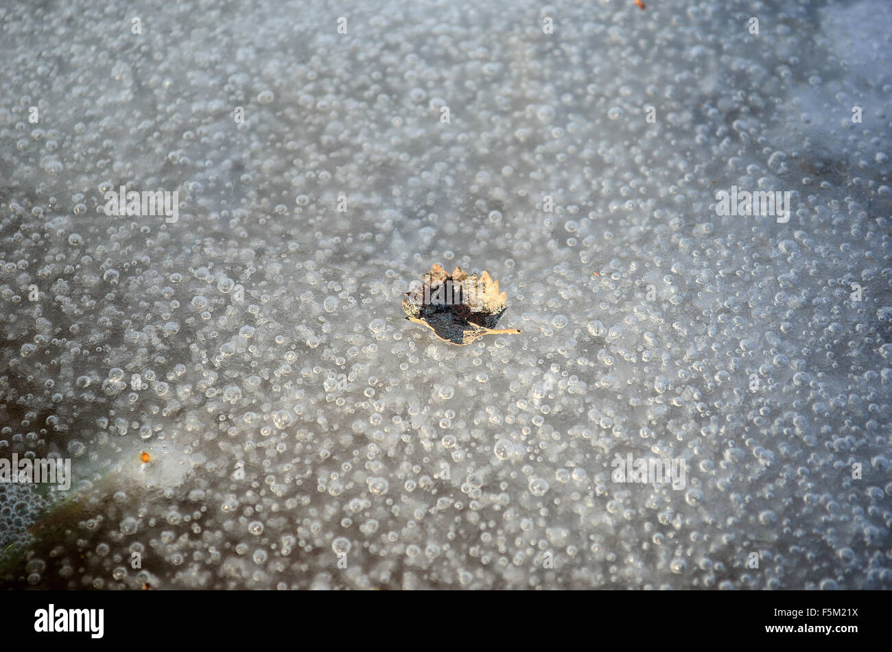 small leaf on bubbly melting ice in spring time Stock Photo - Alamy