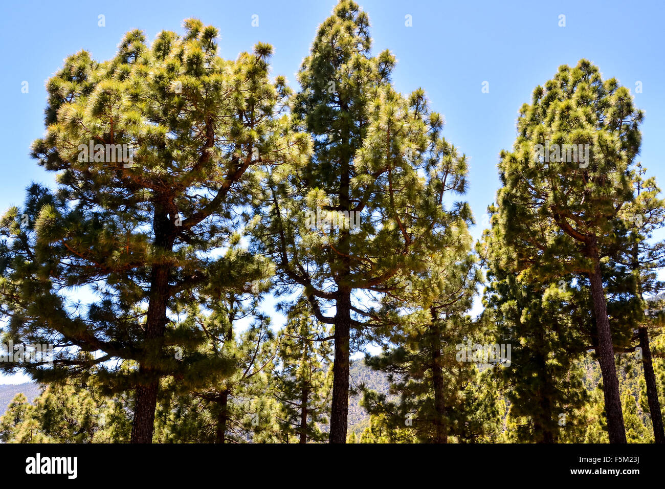 Picture Photo of Green High Pine Tree View Stock Photo - Alamy