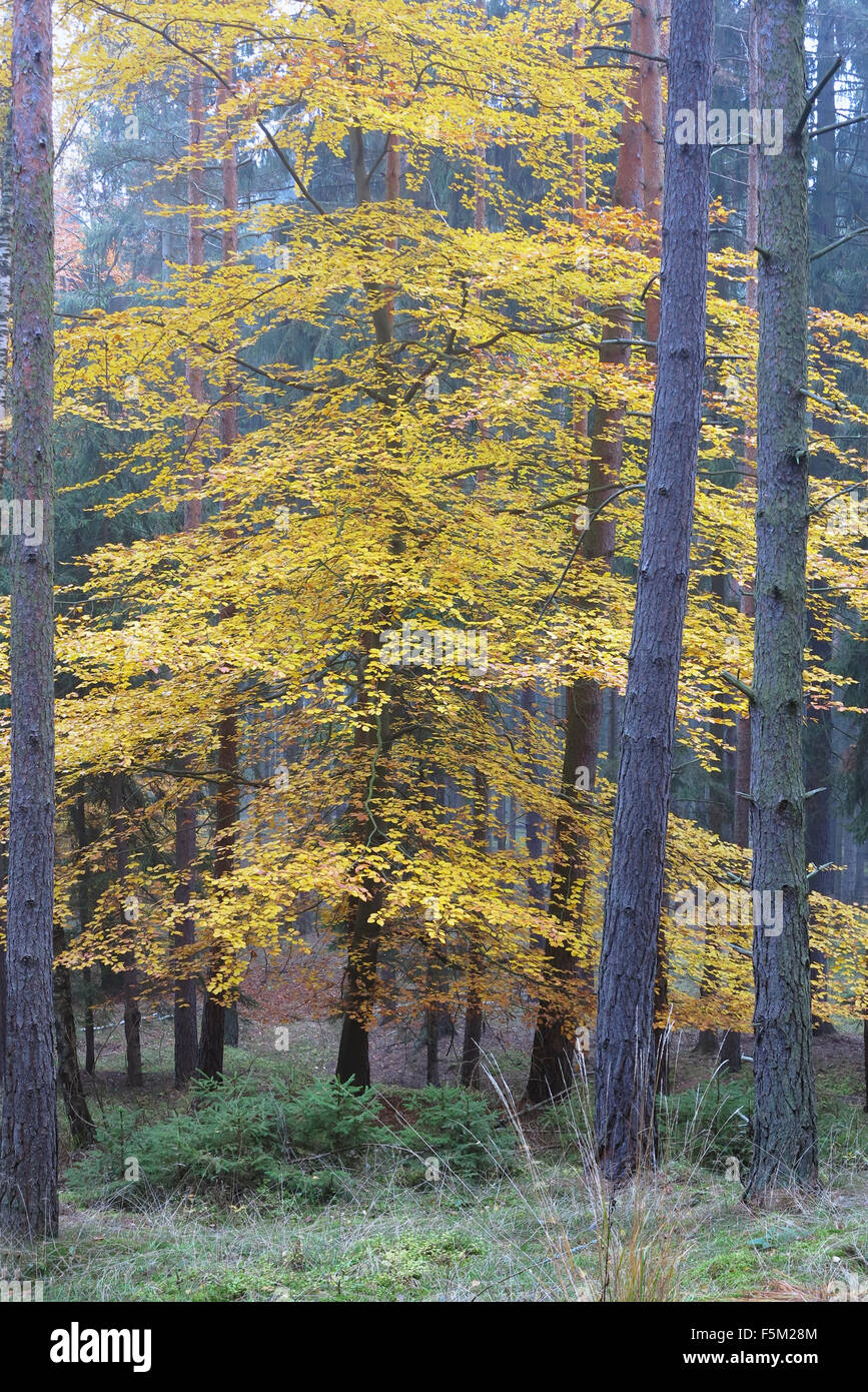 Deciduous tree in the spruce forest in autumn Stock Photo - Alamy