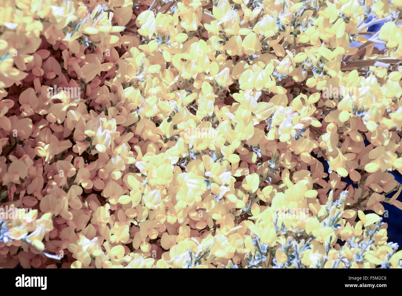 Blooming Flower Background Stock Photo - Alamy
