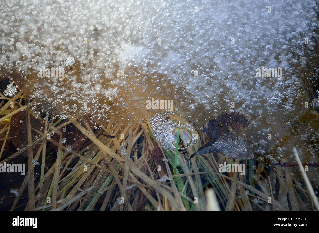 small leaf on bubbly melting ice in spring time Stock Photo - Alamy
