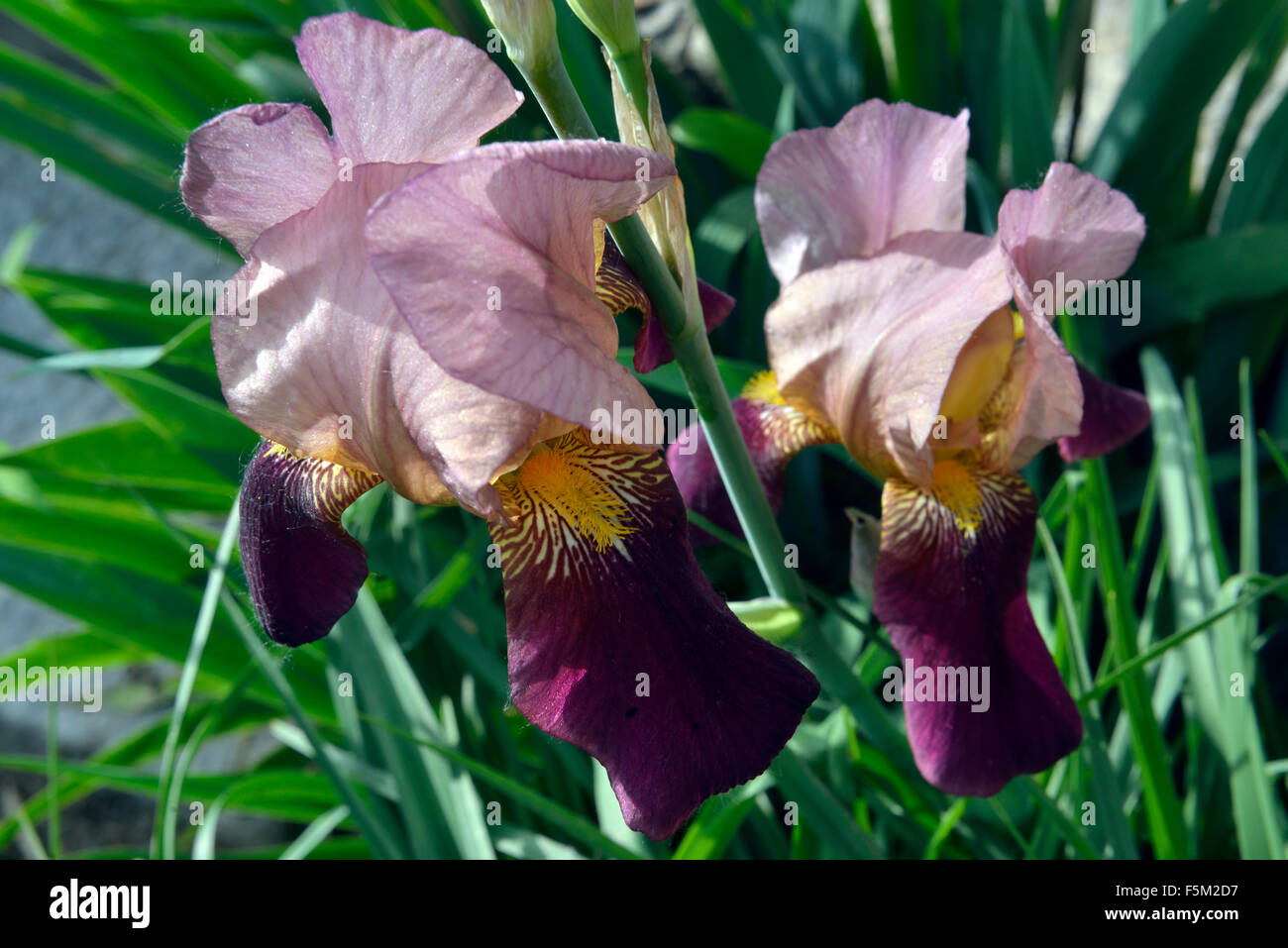 Garden iris blooming Stock Photo - Alamy