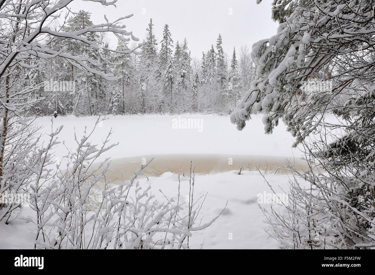 Taiga in early winter. After a snowfall Stock Photo - Alamy