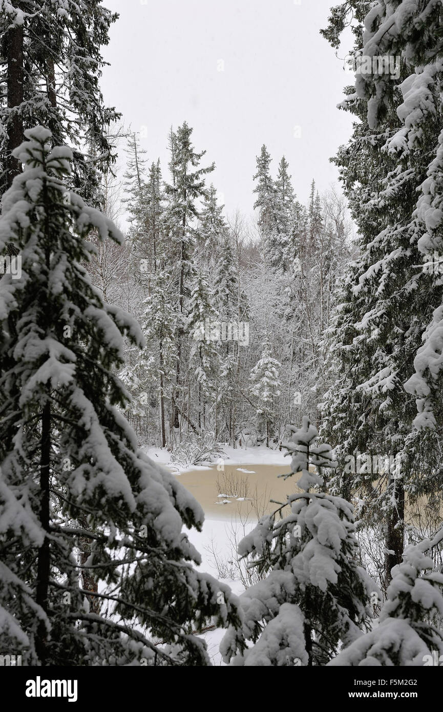Taiga in early winter. After a snowfall Stock Photo - Alamy