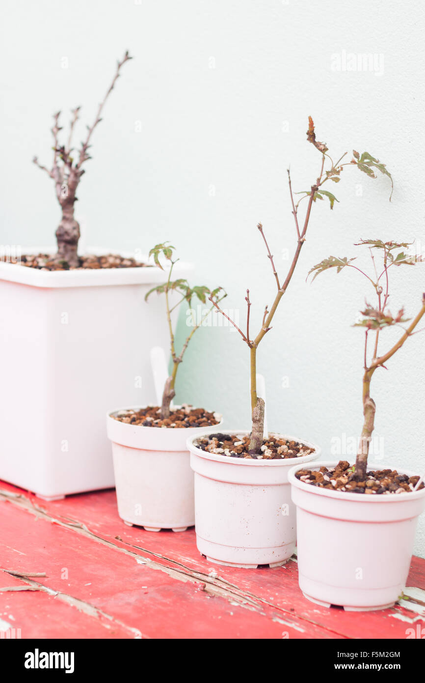 Young plants in garden hi-res stock photography and images - Alamy