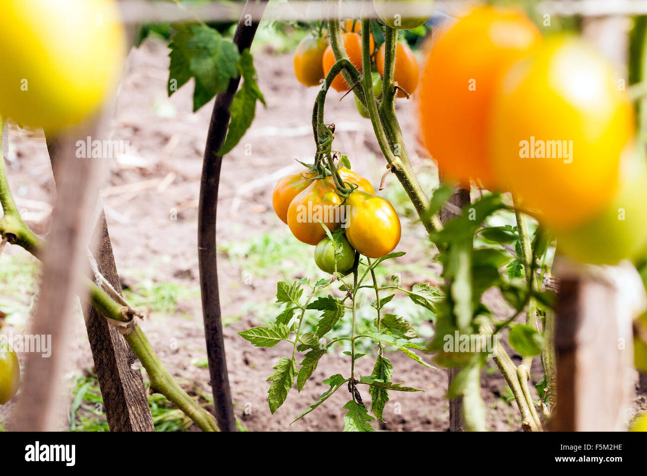 yellow tomatoes . bush Stock Photo - Alamy