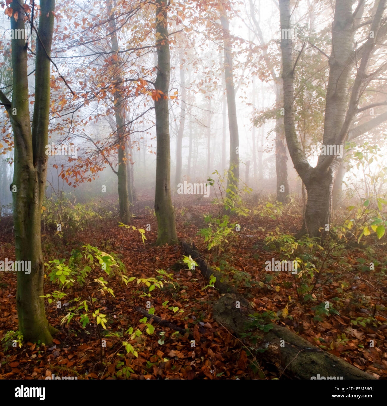 Misty autumn morning in the woods at Colwick Park in Nottingham ...