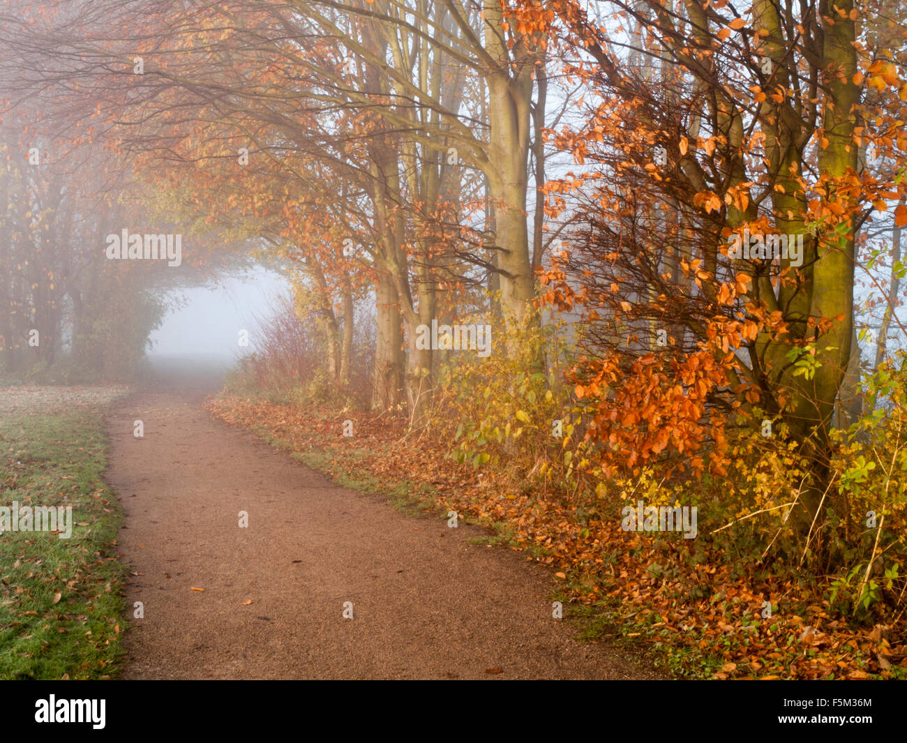 Misty autumn morning in the woods at Colwick Park in Nottingham ...
