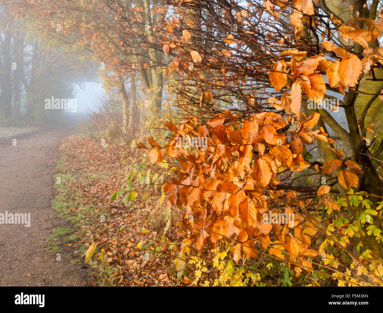 Misty autumn morning in the woods at Colwick Park in Nottingham ...