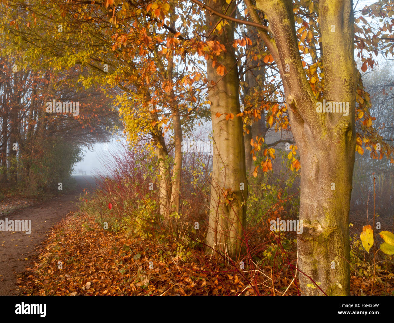 Misty autumn morning in the woods at Colwick Park in Nottingham ...