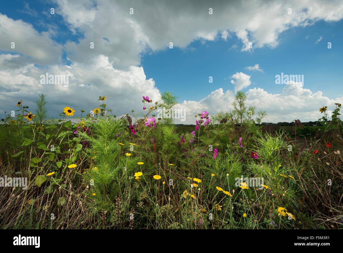 Rural nature wildflowers hi-res stock photography and images - Alamy