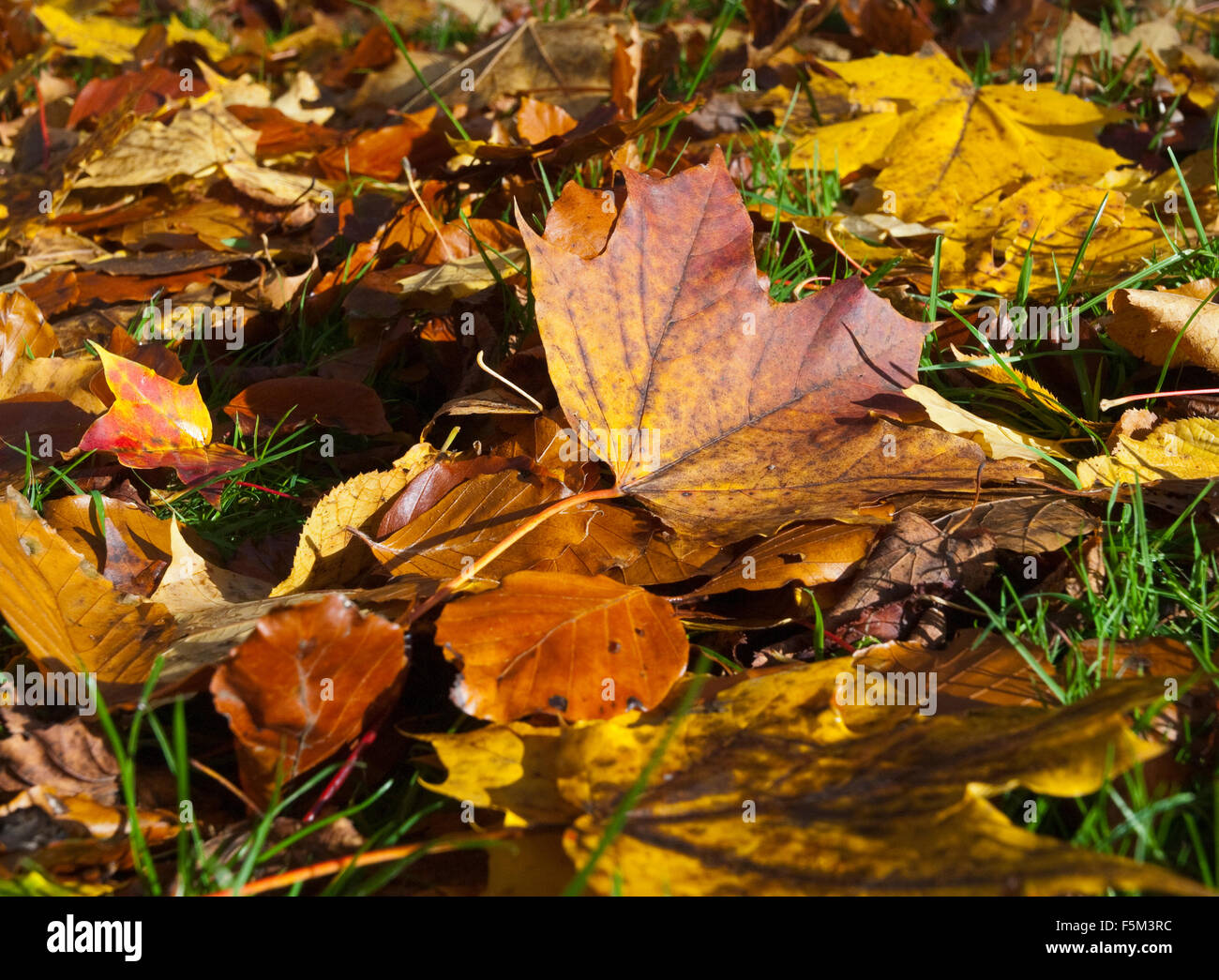 Autumn leaves on the ground Stock Photo - Alamy
