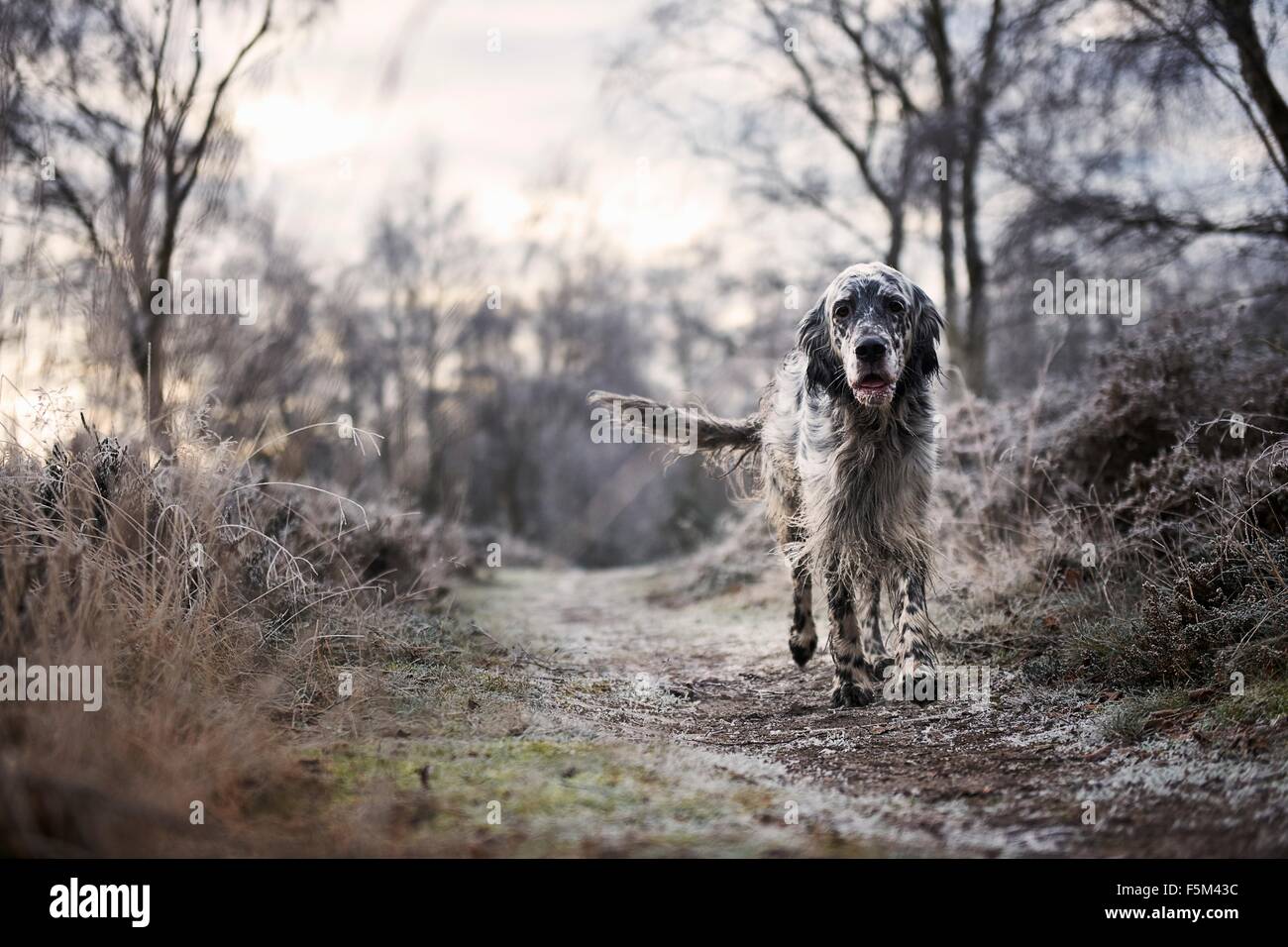Dog Walking Front View