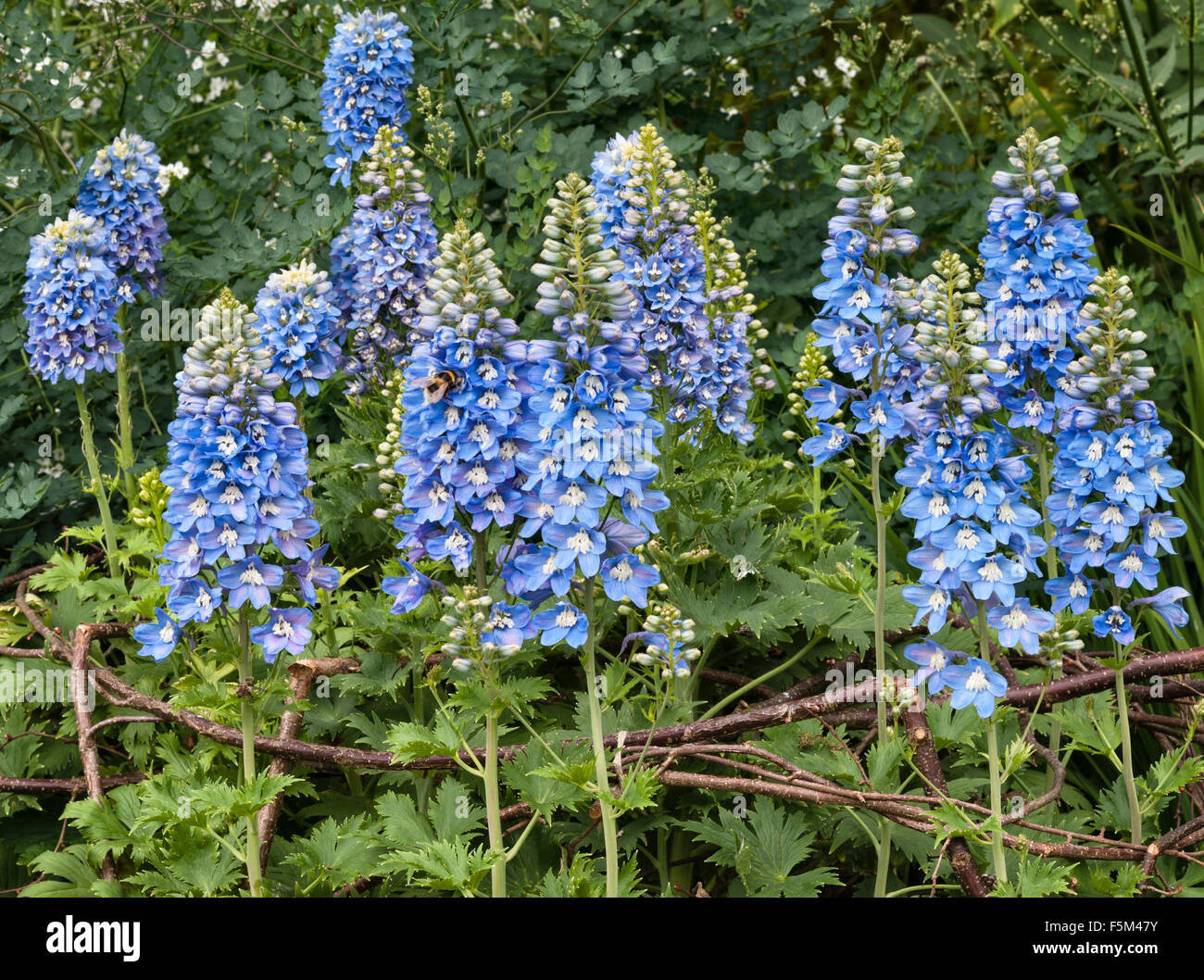 Delphiniums herbaceous border hi-res stock photography and images - Alamy
