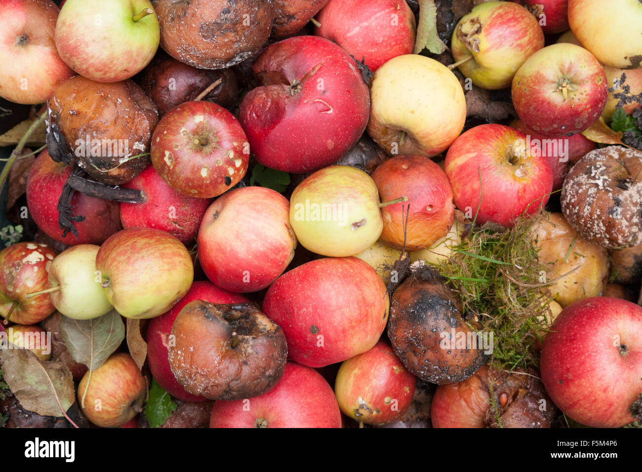 Red apples rotting hi-res stock photography and images - Alamy