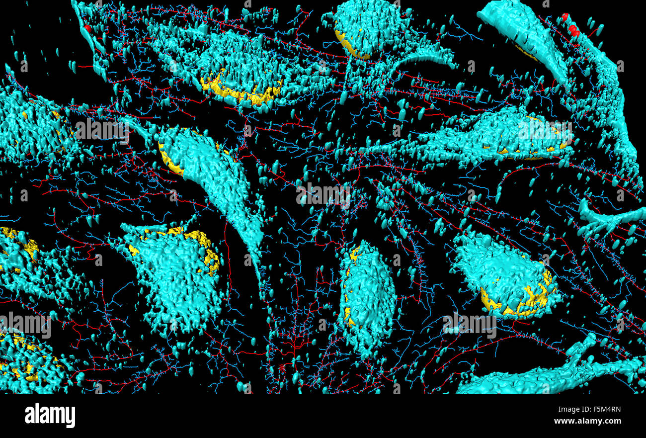 Nuclei, microfilaments and membrane particles in HeLa cells Stock Photo ...