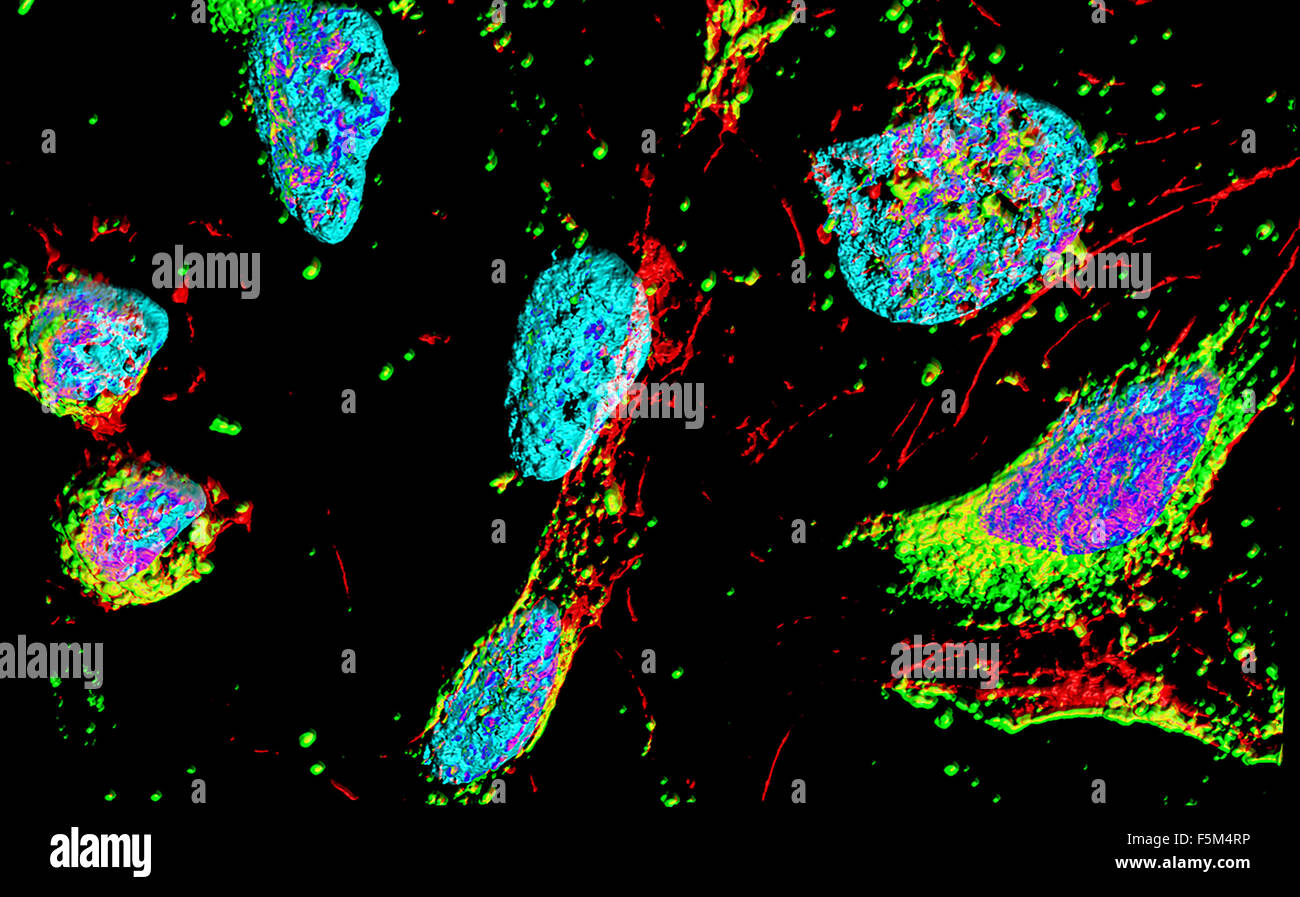 Nuclei, microfilaments and membrane particles in HeLa cells Stock Photo ...