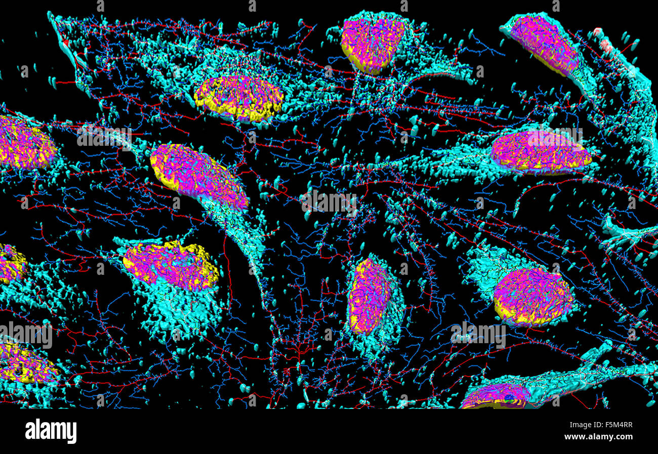 Microfilaments High Resolution Stock Photography and Images - Alamy