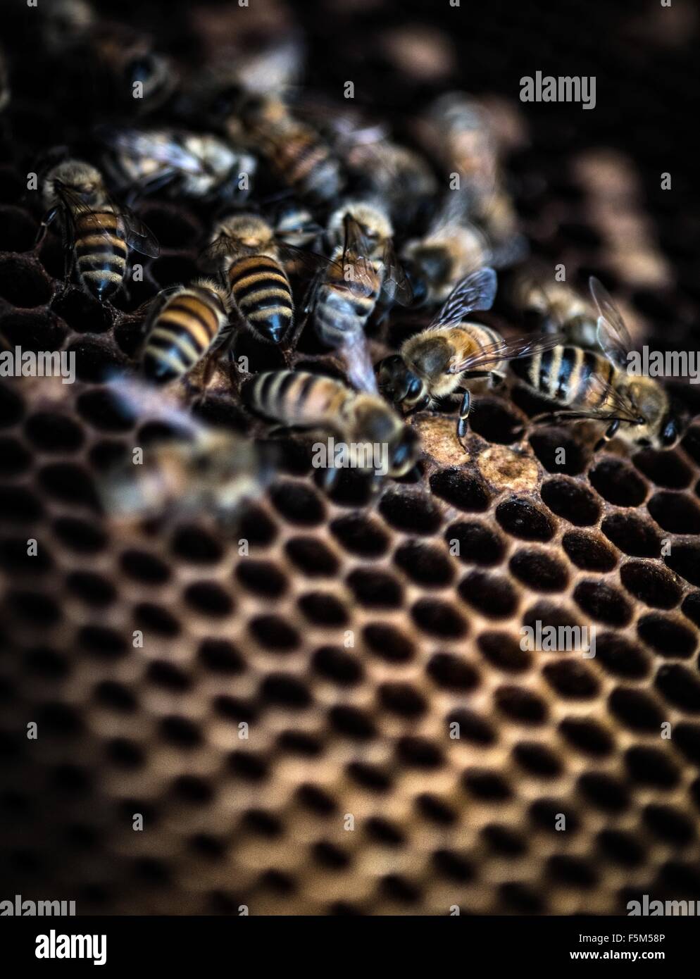 Bees at work in hive, close-up Stock Photo - Alamy