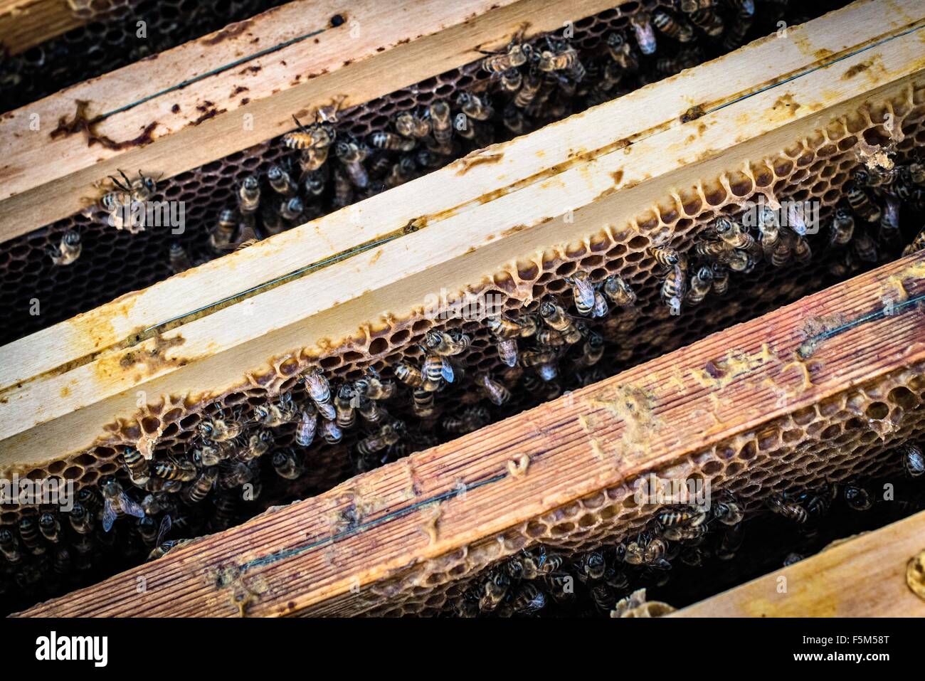 Teamwork of bees hi-res stock photography and images - Alamy