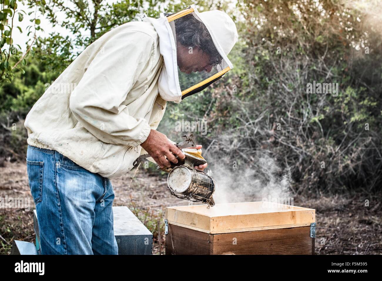 Beekeeper smoking bees in hive Stock Photo - Alamy