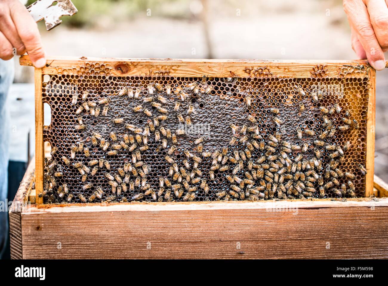 Hive frame hi-res stock photography and images - Alamy