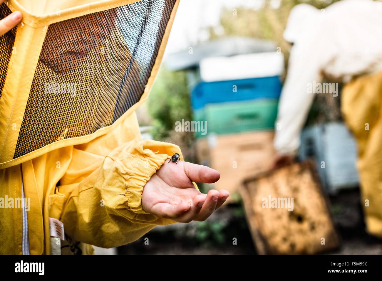 Young boy in beekeeper dress, holding drone bee in hand Stock Photo - Alamy