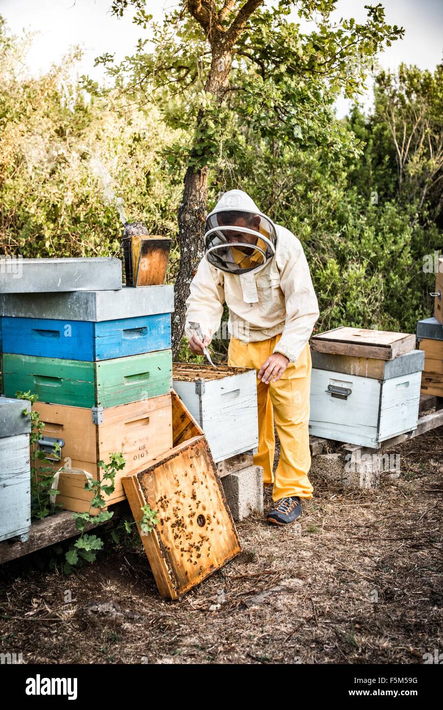 Man in beekeeper dress working on hive full of bees Stock Photo - Alamy